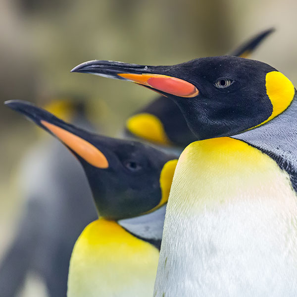 DMC Chile | DMC.INSIDE.TRAVEL